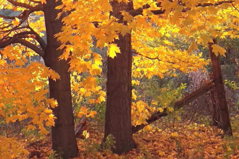 Gary Erickson.fall here6